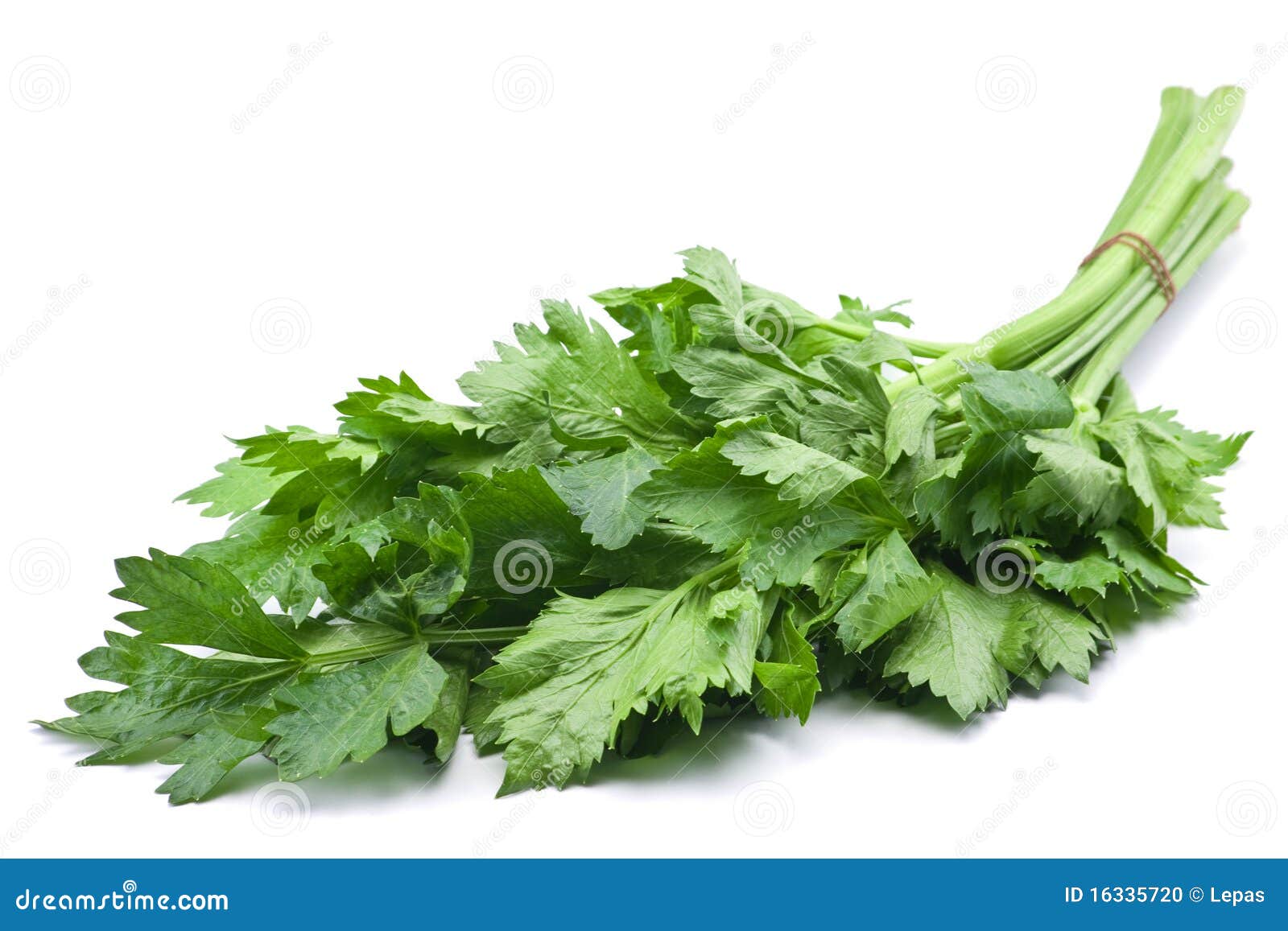 Hierba fresca del apio foto de archivo. Imagen de hoja - 16335720
