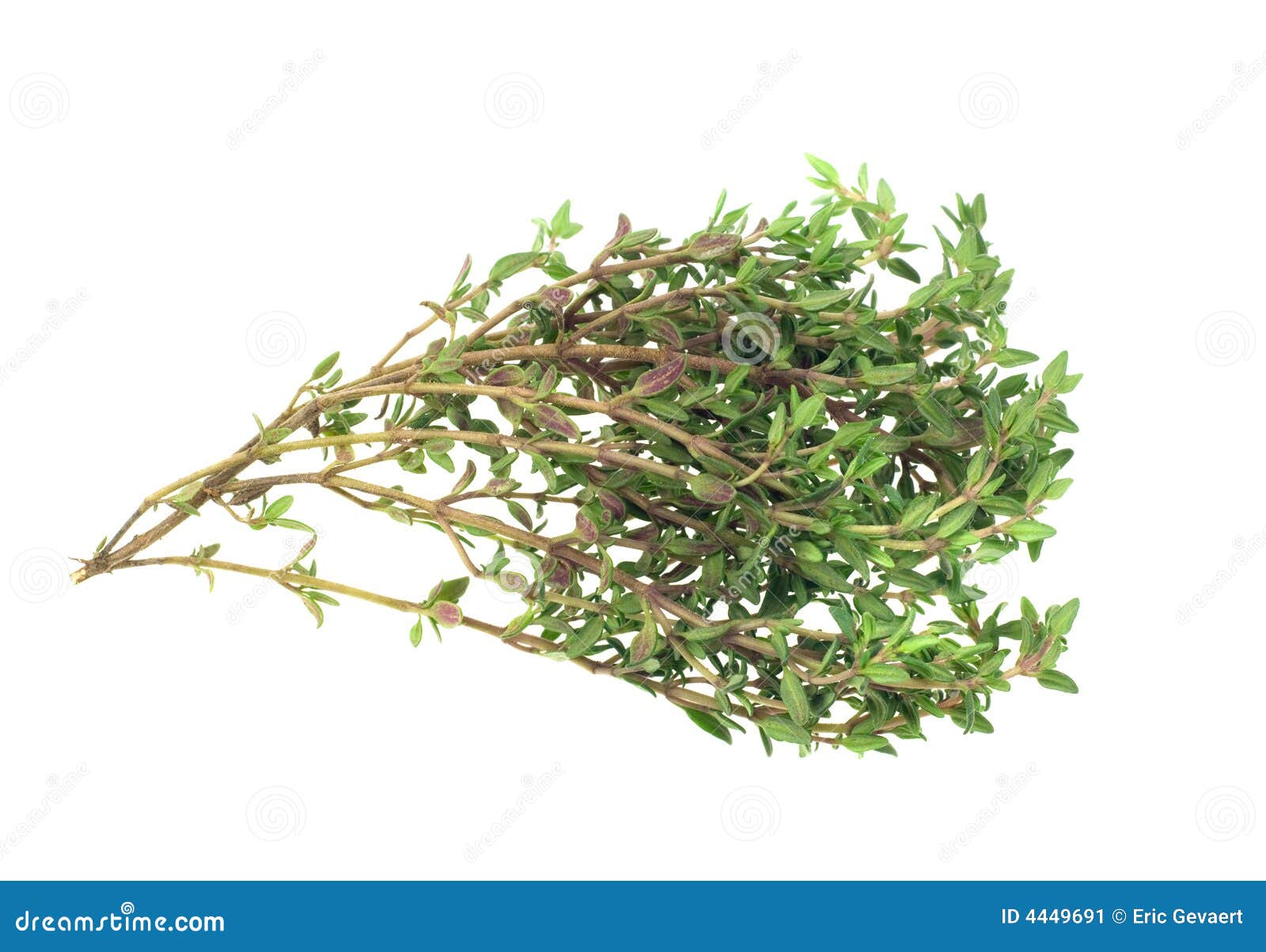 Hierba fresca del tomillo imagen de archivo. Imagen de culinario - 4449691