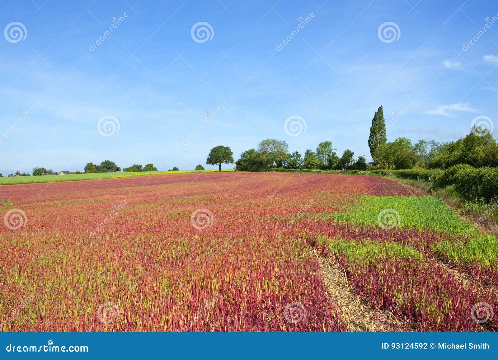 Hierba Japonesa De La Sangre En Primavera Foto de archivo - Imagen de ...