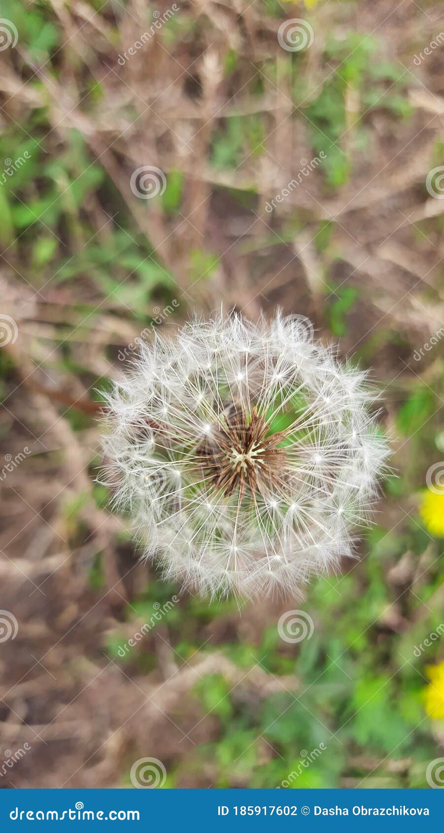 Hierba kulbaba foto de archivo. Imagen de wildflower - 185917602