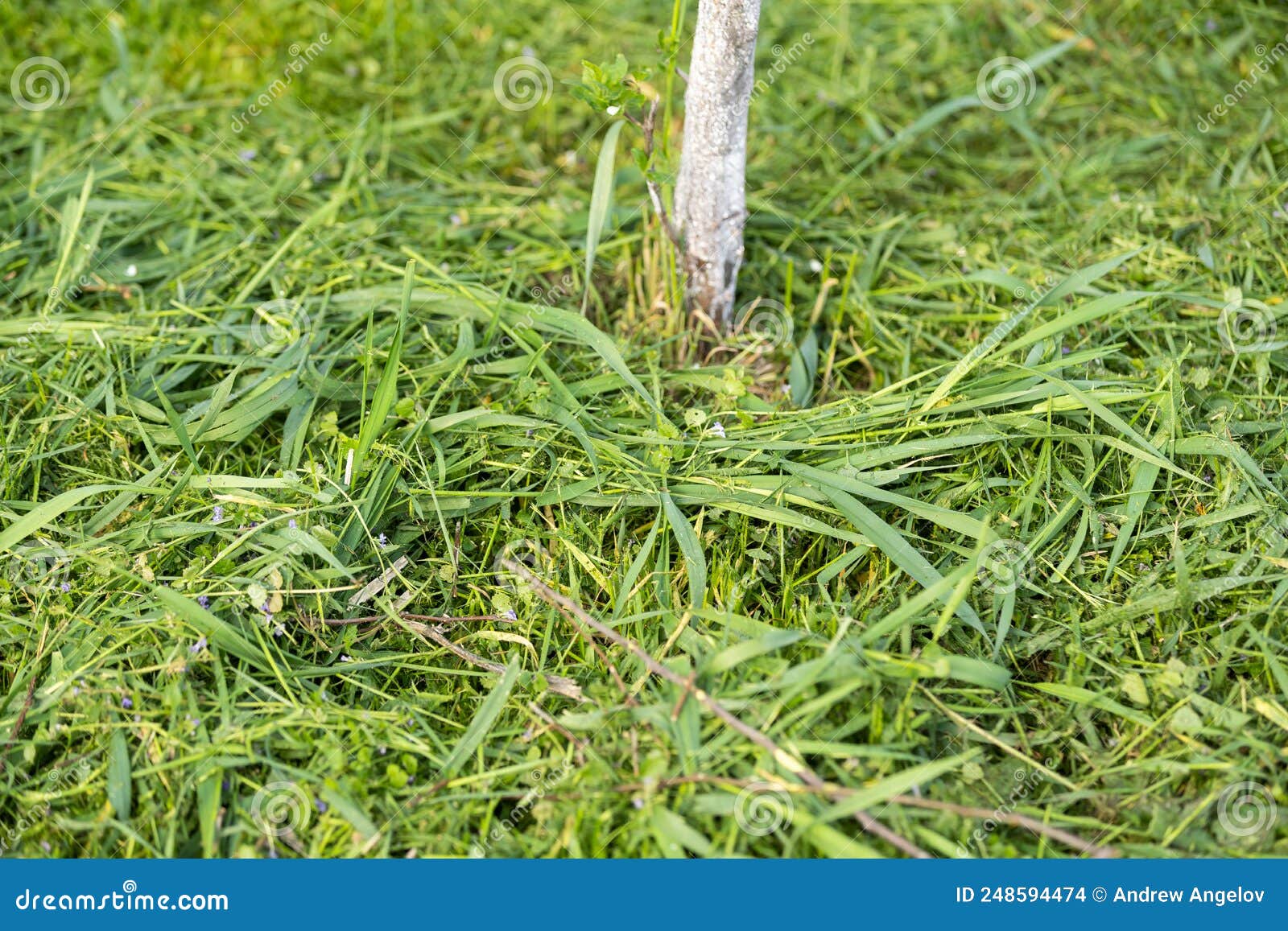 Hierba Molida. El Proceso De Siembra De Hierba Alta Con Un Trimmer Foto ...