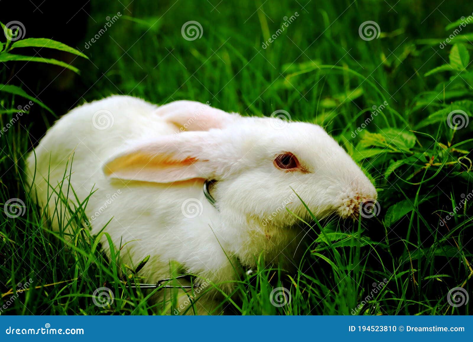 Hierba para comer conejo foto de archivo. Imagen de mullido - 194523810