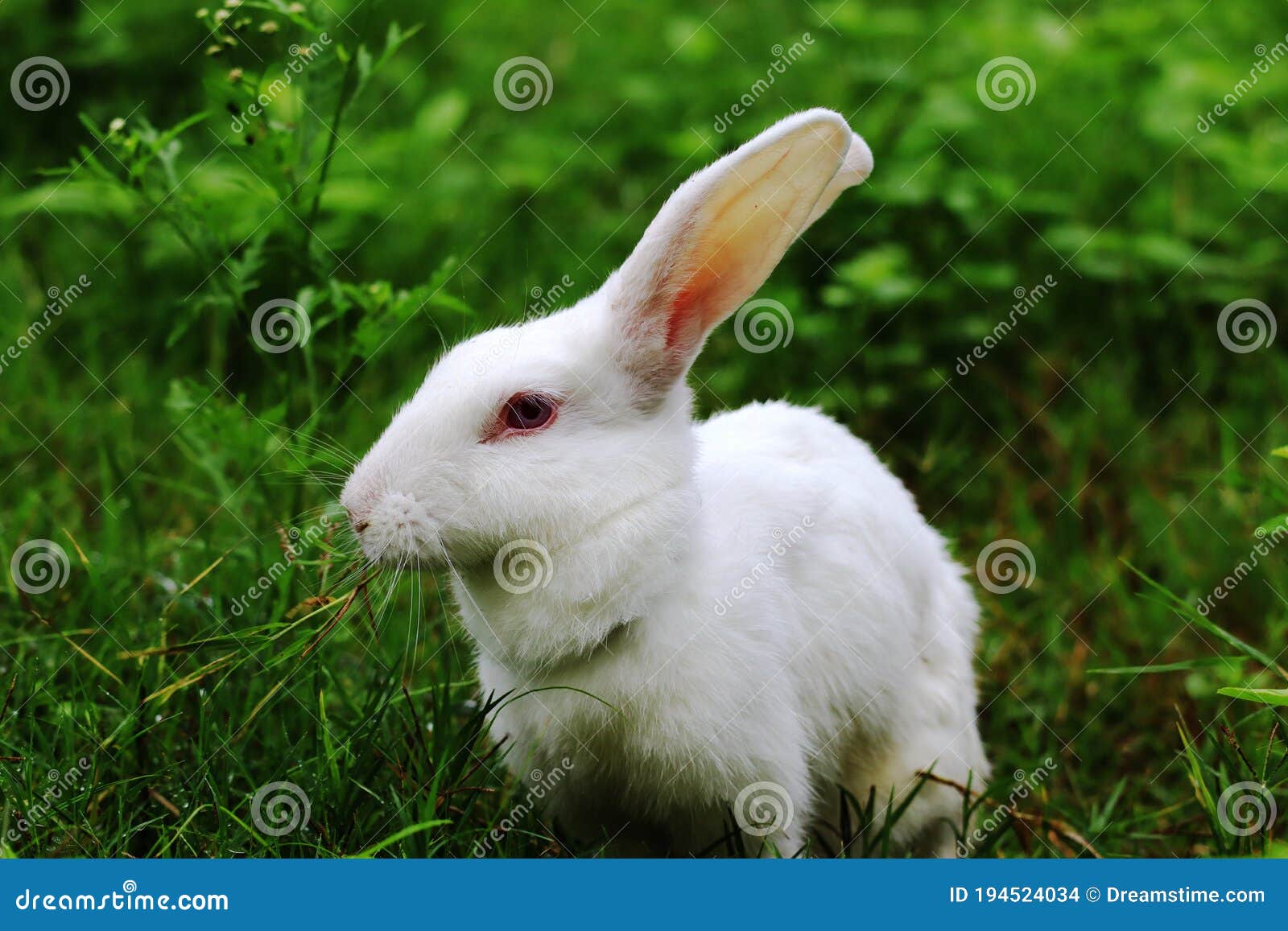 Hierba para comer conejo foto de archivo. Imagen de conejo - 194524034