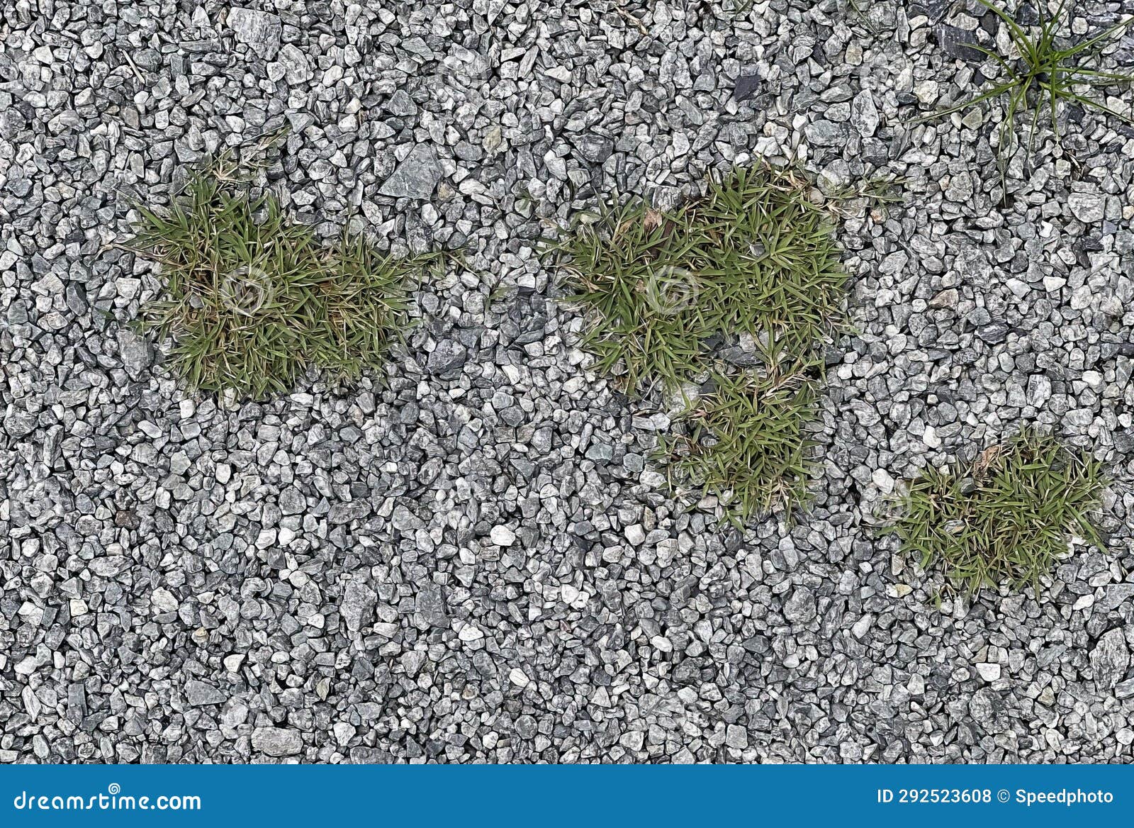 Hierba Que Crece En La Grava Foto de archivo - Imagen de desarrollo ...
