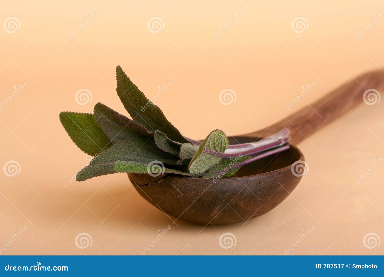 Hierba sabia imagen de archivo. Imagen de verde, condimento - 787517