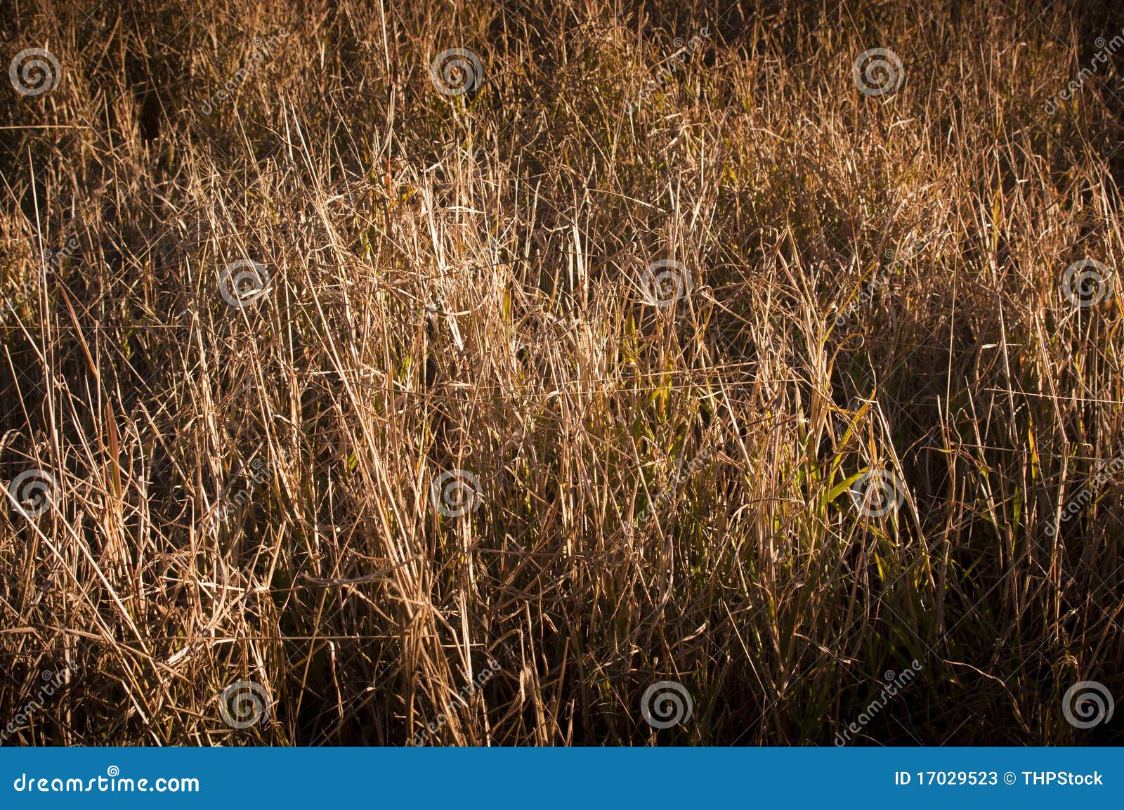 Hierba seca imagen de archivo. Imagen de hierba, verde - 17029523