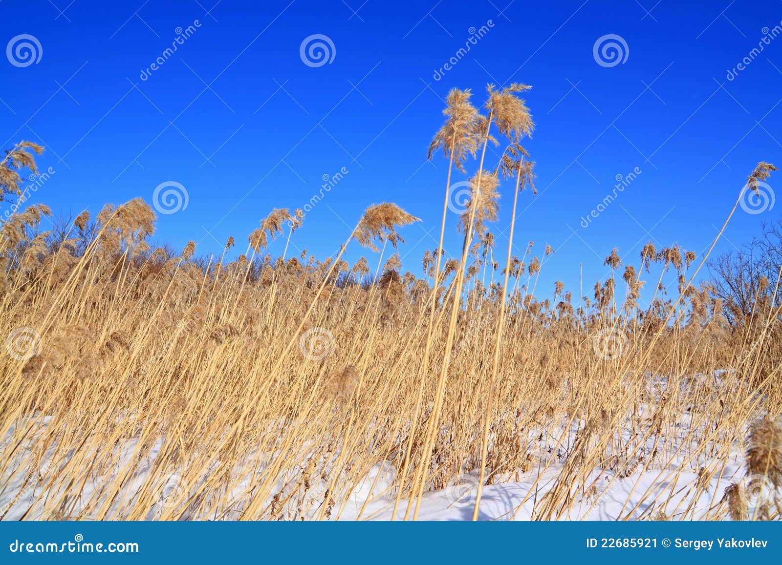 Hierba seca imagen de archivo. Imagen de macro, flor - 22685921