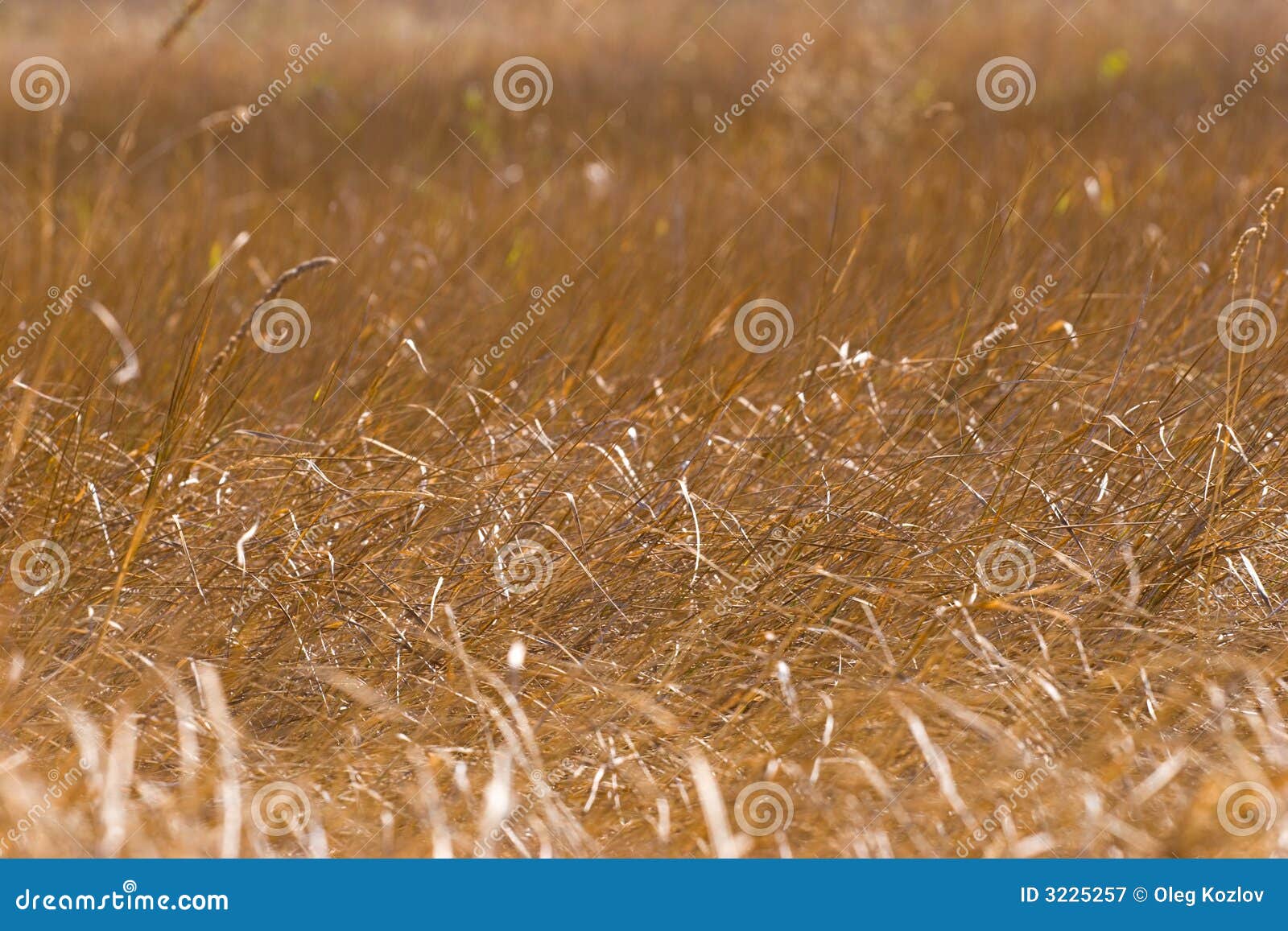 Hierba seca imagen de archivo. Imagen de seco, cubo, extracto - 3225257