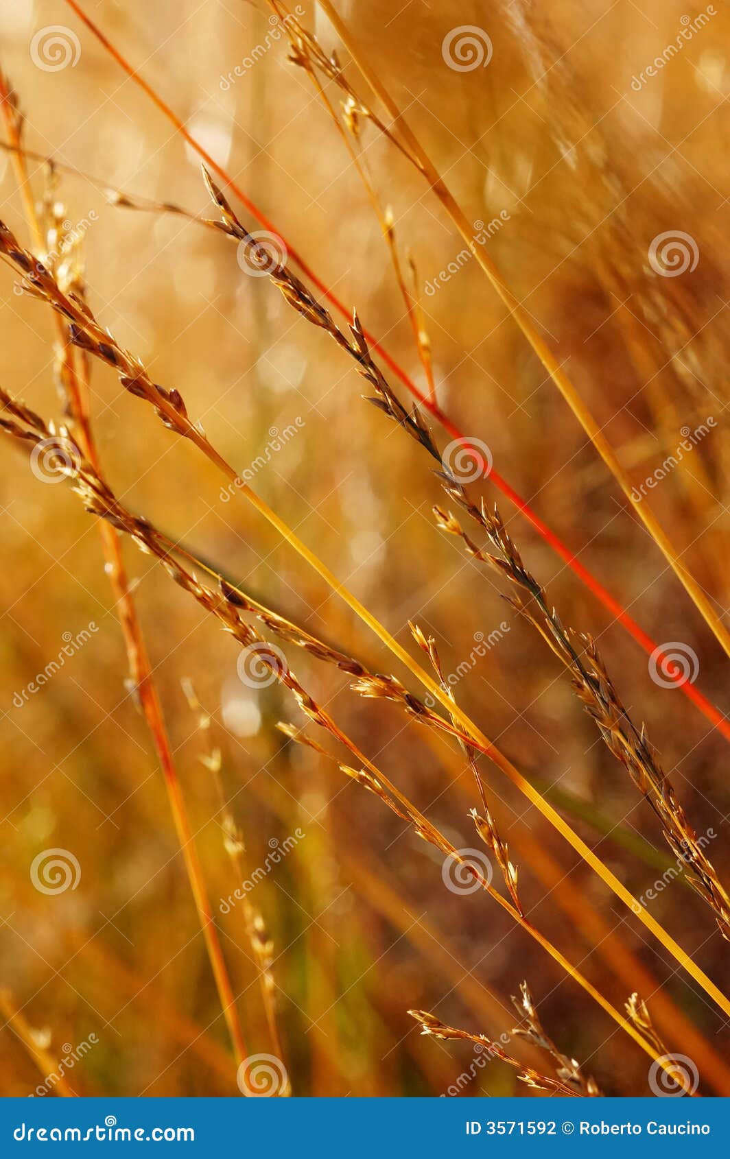 HIERBA SECA foto de archivo. Imagen de dorado, fondo, crecimiento - 3571592