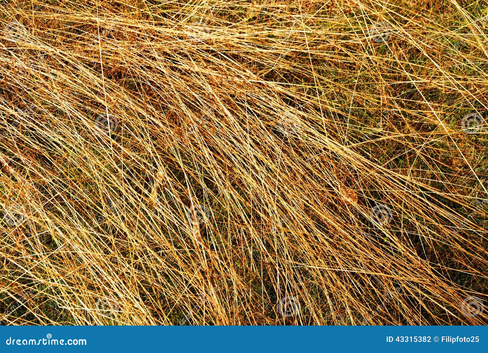 Hierba seca foto de archivo. Imagen de cosecha, fondo - 43315382