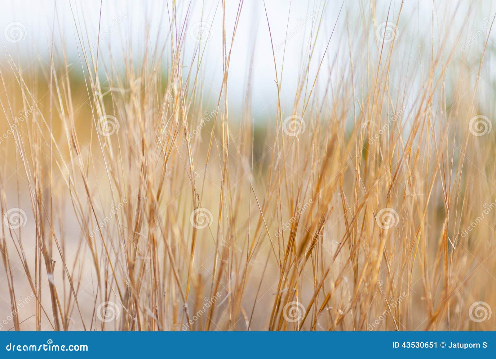 Hierba seca imagen de archivo. Imagen de verano, color - 43530651