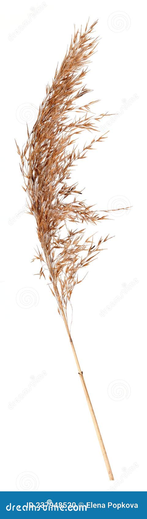 Hierba Seca Aislada En Un Fondo Blanco Foto de archivo - Imagen de ...