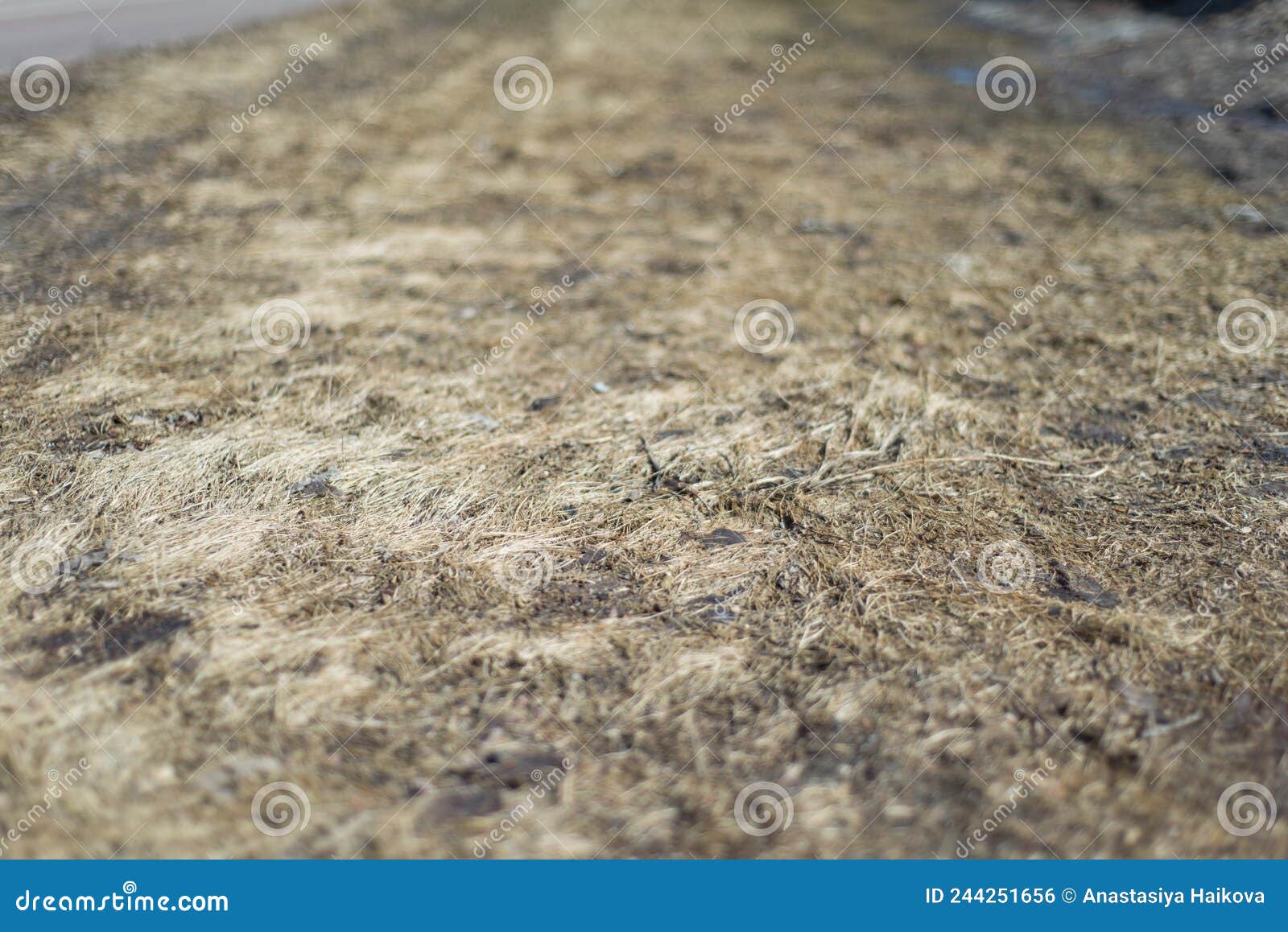 Hierba Seca Amarilla De Verano Caliente Foto de archivo - Imagen de ...
