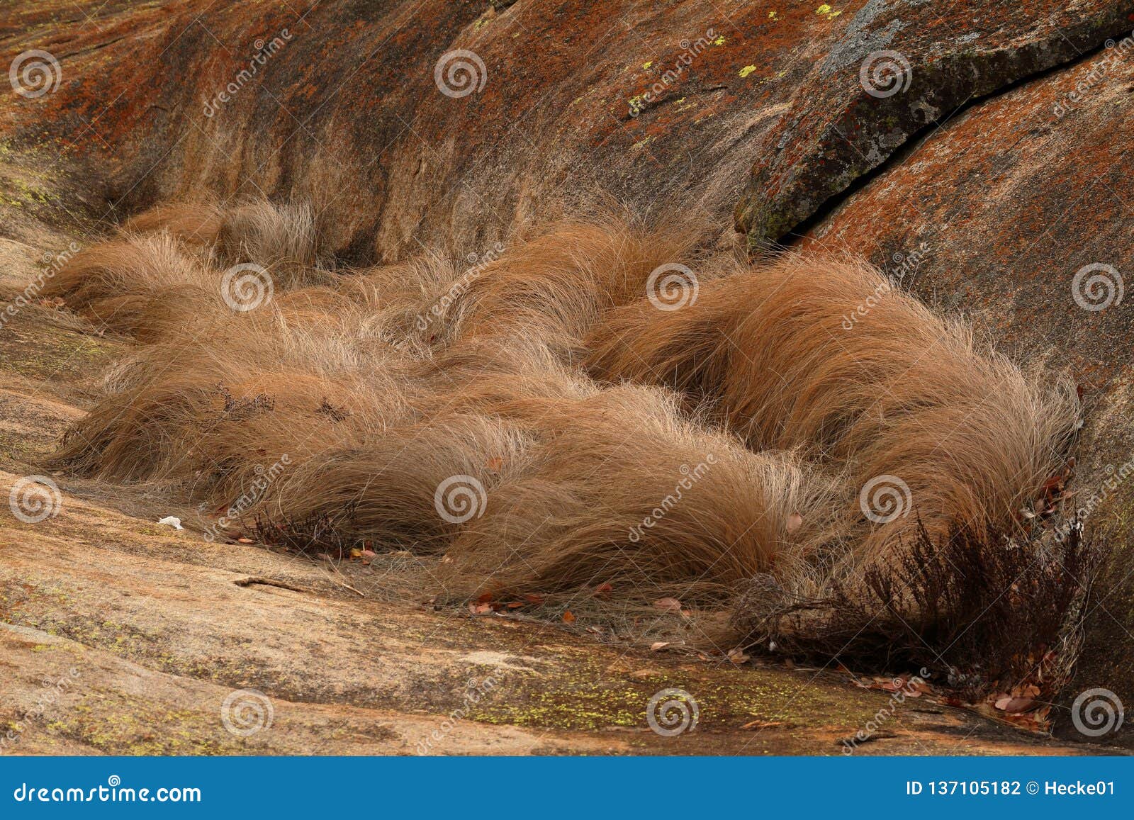Hierba seca en la sabana foto de archivo. Imagen de sabana - 137105182