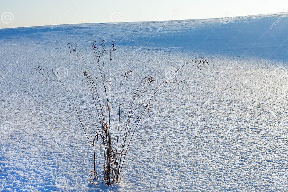 Hierba seca en nieve. imagen de archivo. Imagen de campo - 29442623