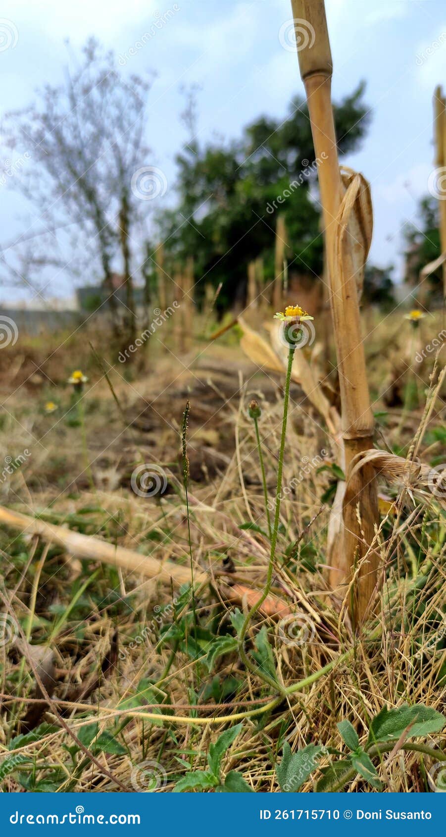 Hierba Seca Y Flor Sobre Ella Foto de archivo - Imagen de amarillo ...