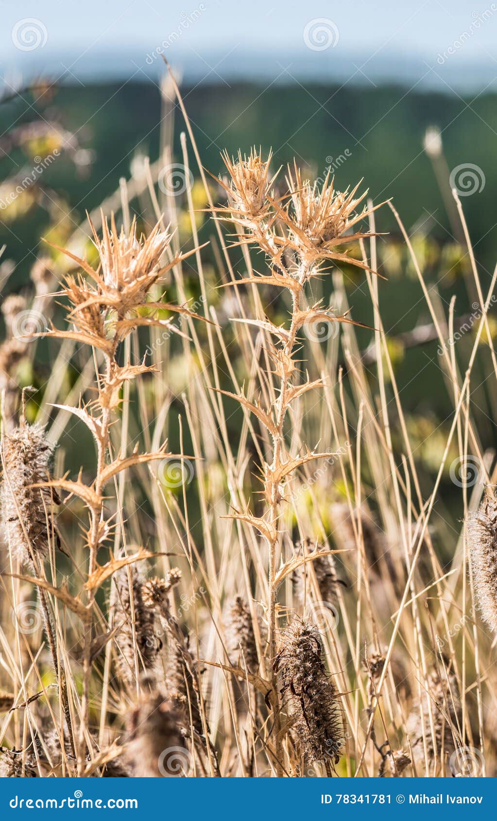 Hierba Seca Y Malas Hierbas Espinosas Imagen de archivo - Imagen de ...