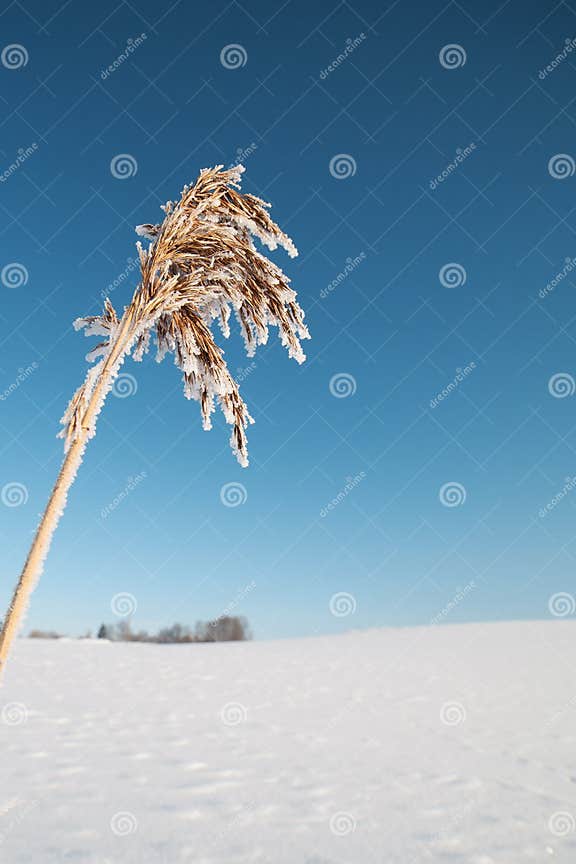 Hierba seca y nieve. imagen de archivo. Imagen de invernal - 27617895