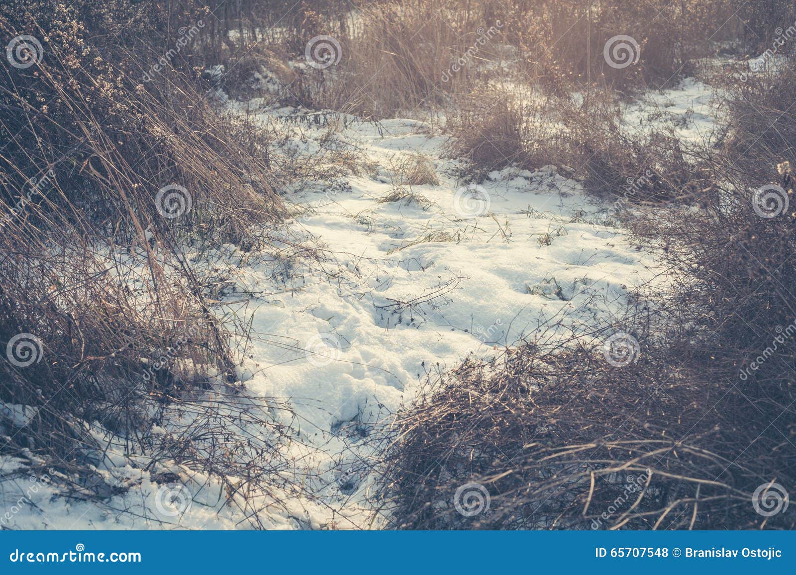 Hierba seca y nieve foto de archivo. Imagen de flora - 65707548
