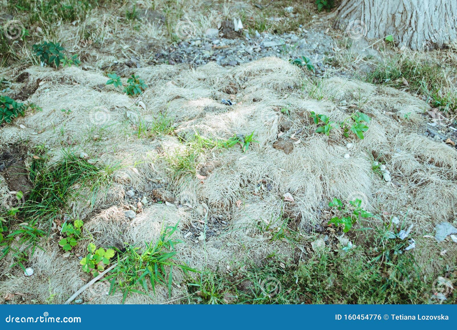 Hierba seca y verde foto de archivo. Imagen de hierba - 160454776
