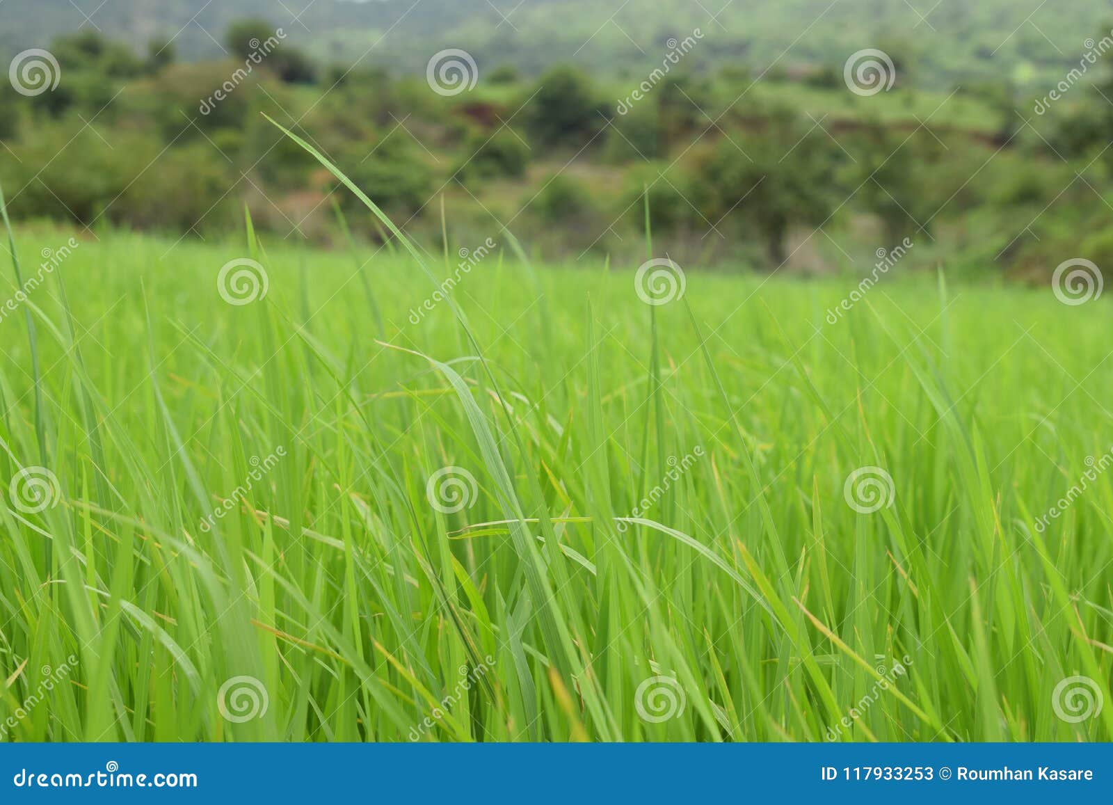Hierba verde imagen de archivo. Imagen de hierba, fino - 117933253