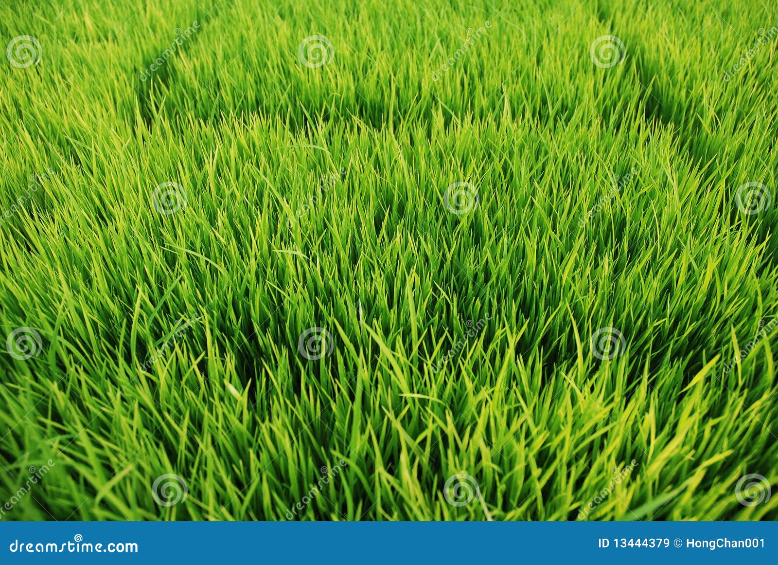 Hierba verde imagen de archivo. Imagen de fondo, verano - 13444379