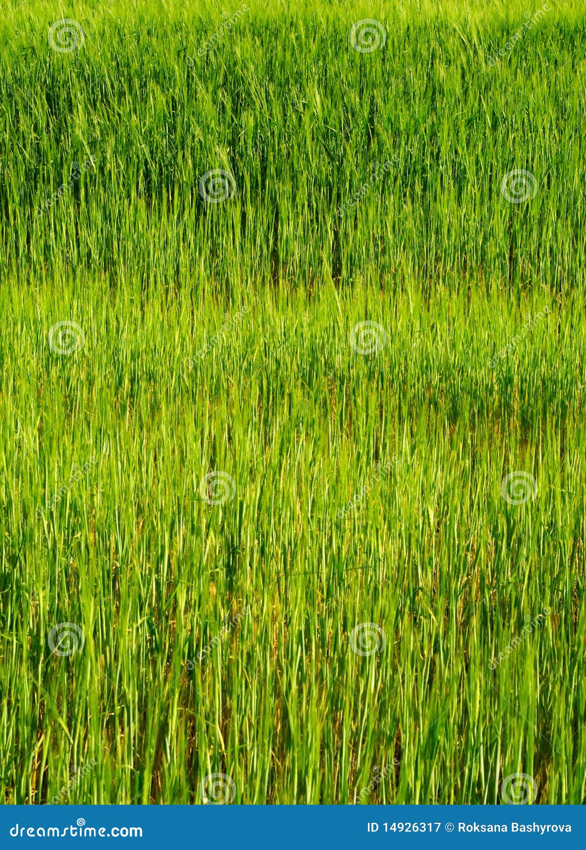 Hierba verde imagen de archivo. Imagen de nadie, agricultura - 14926317