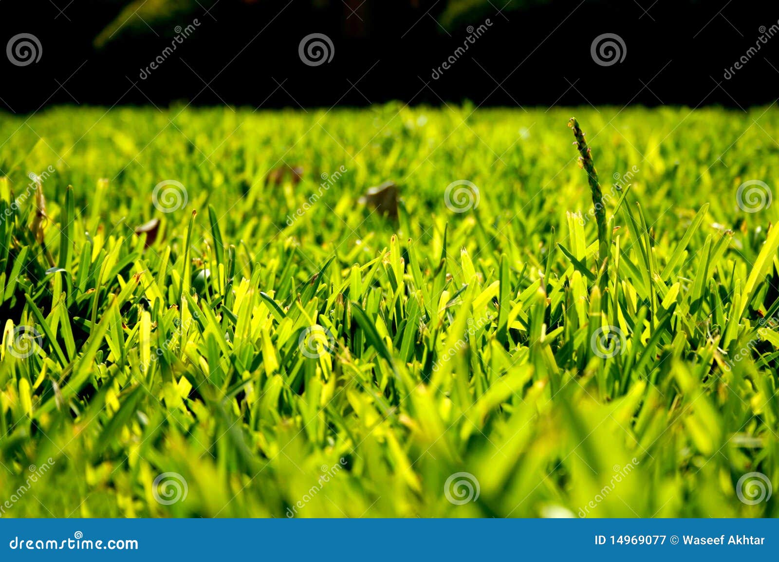 Hierba verde imagen de archivo. Imagen de hierba, ambiente - 14969077