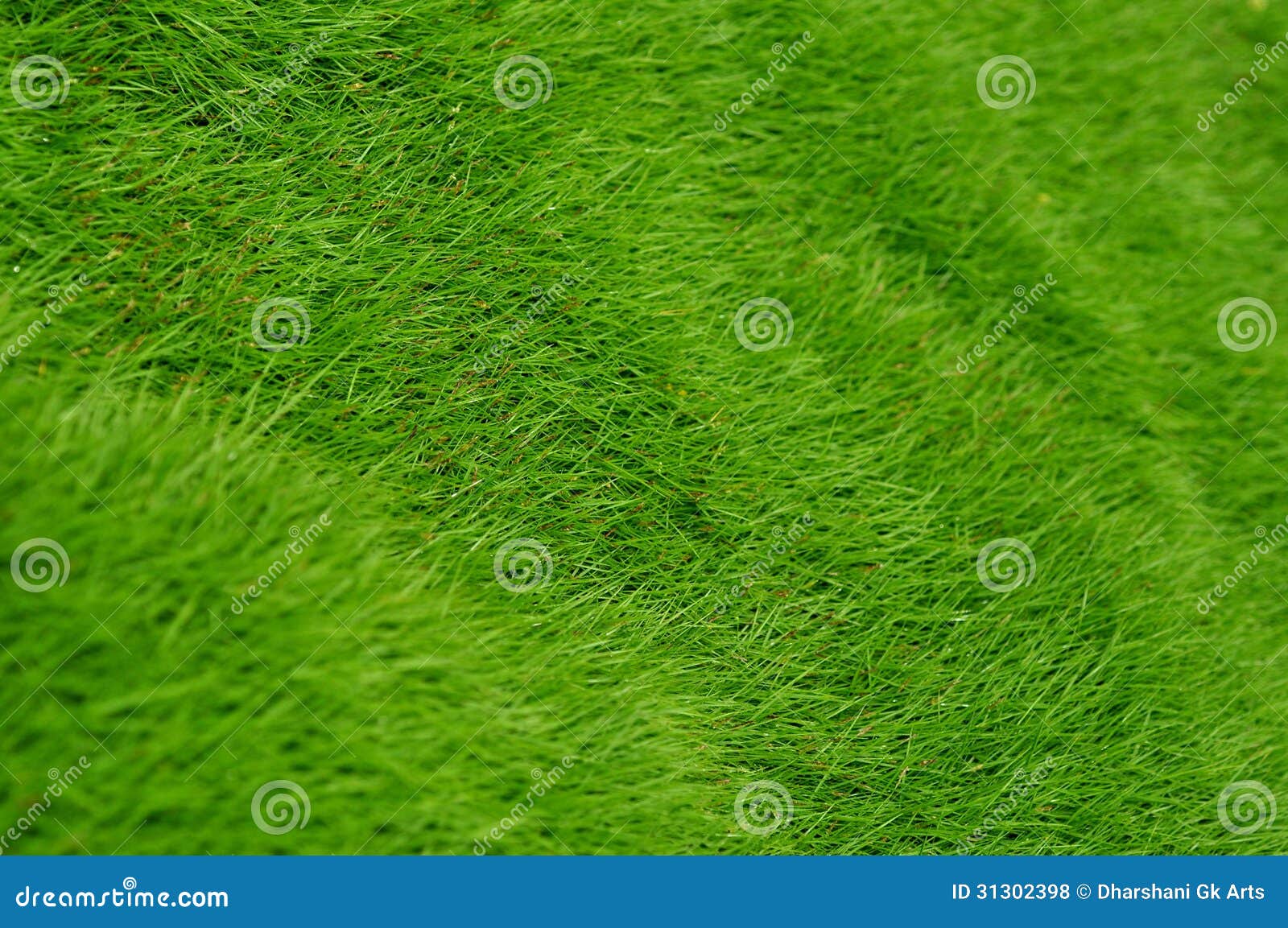 Verde Pantano Color Pictures And Images - RGB Color Hex Code [#408000 ...