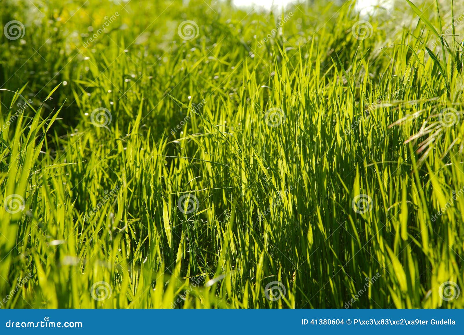 Hierba verde foto de archivo. Imagen de sencillo, hermoso - 41380604