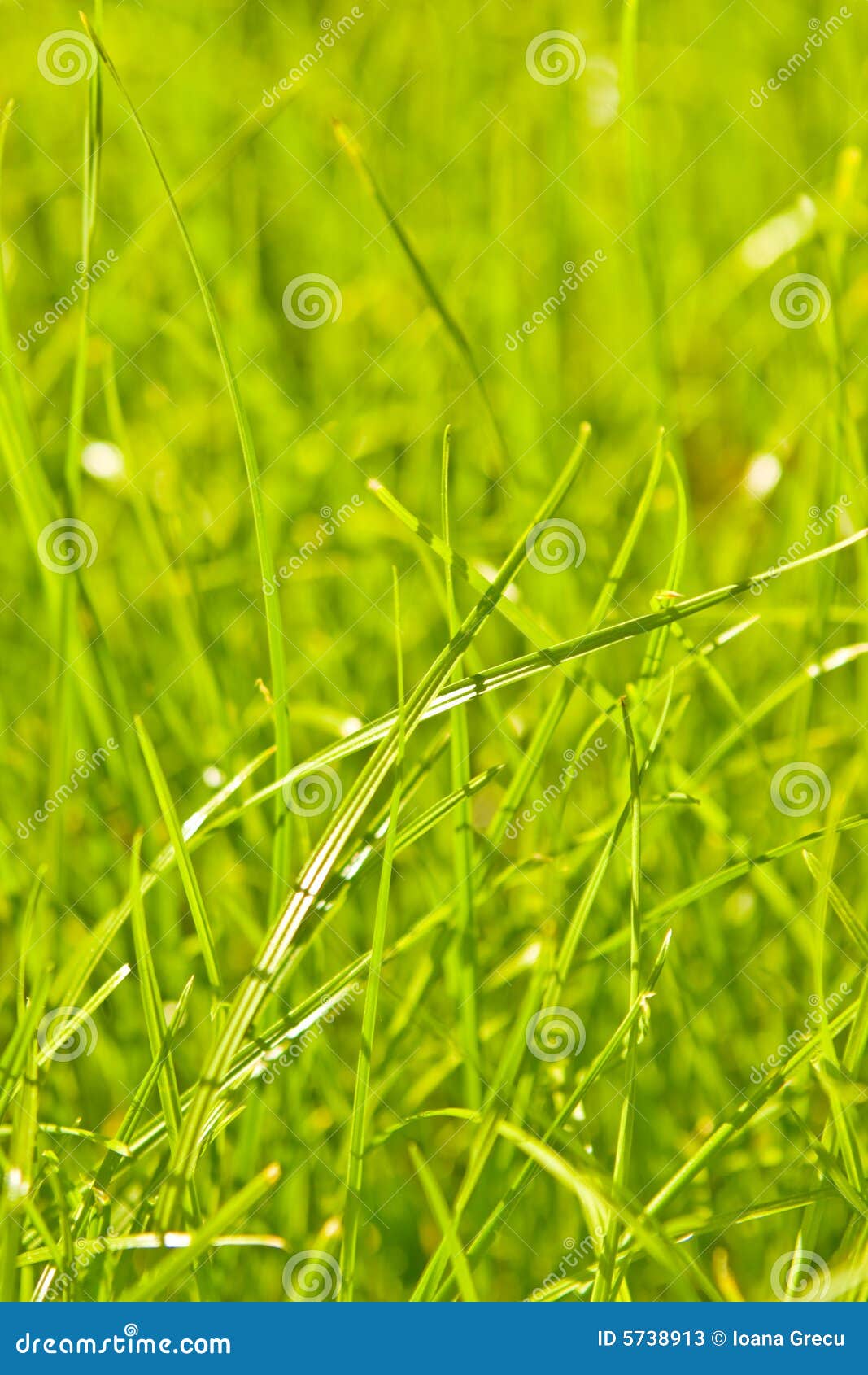 Hierba verde imagen de archivo. Imagen de color, césped - 5738913