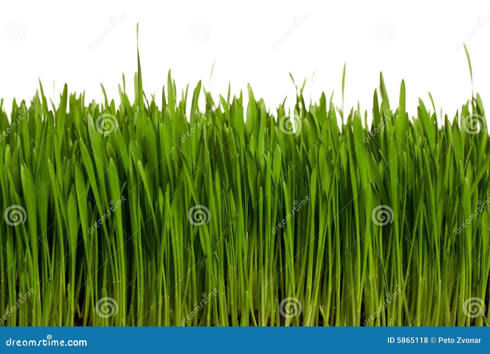 Hierba Verde Imagen. Imagen: 5865118