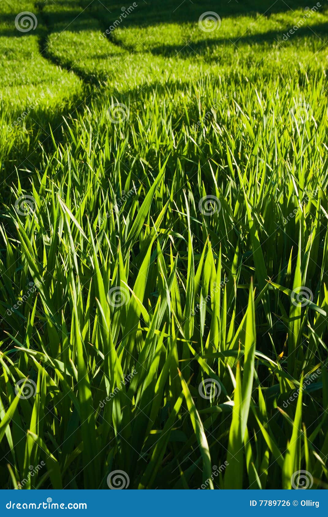 Hierba verde foto de archivo. Imagen de rural, césped - 7789726