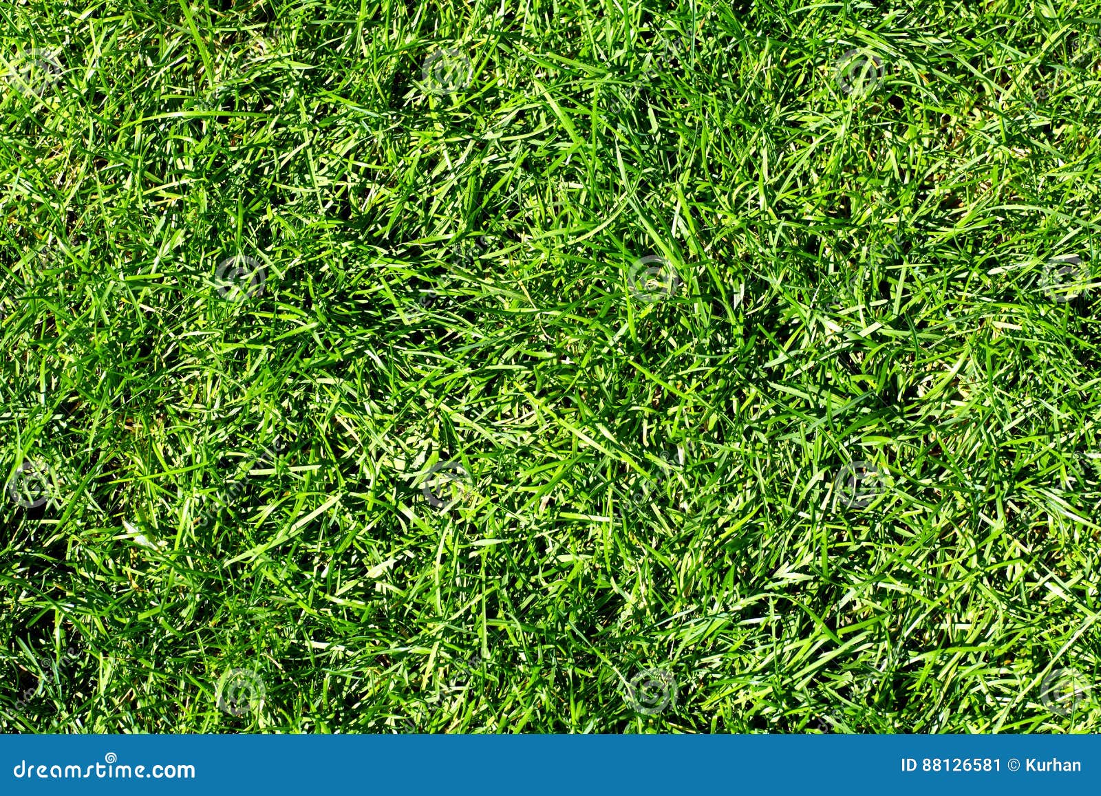 Hierba verde imagen de archivo. Imagen de exterior, plantas - 88126581