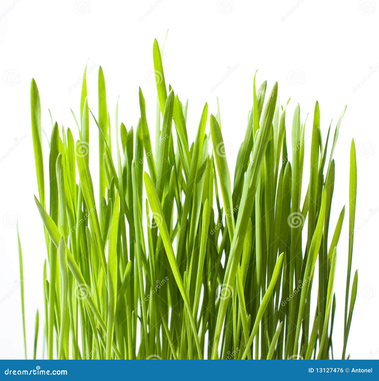 Hierba verde aislada foto de archivo. Imagen de macro - 13127476