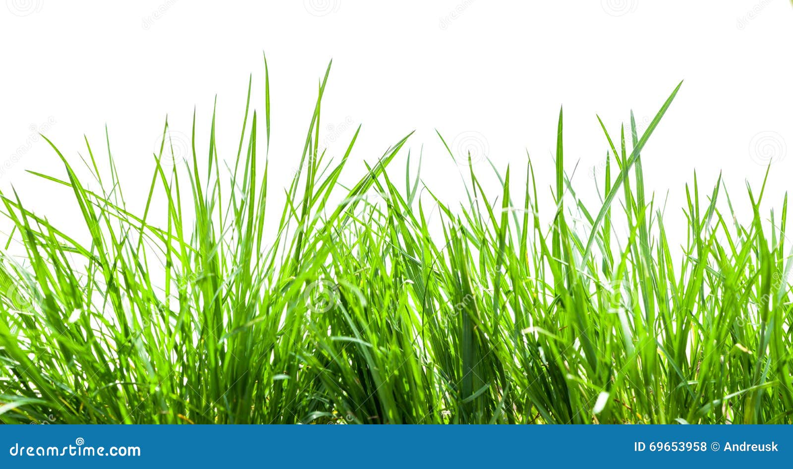 Hierba verde aislada foto de archivo. Imagen de fresco - 69653958