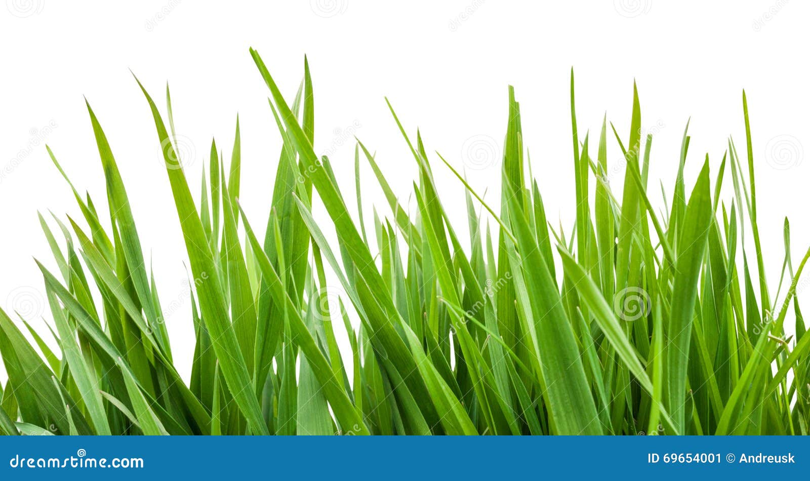 Hierba verde aislada imagen de archivo. Imagen de fresco - 69654001