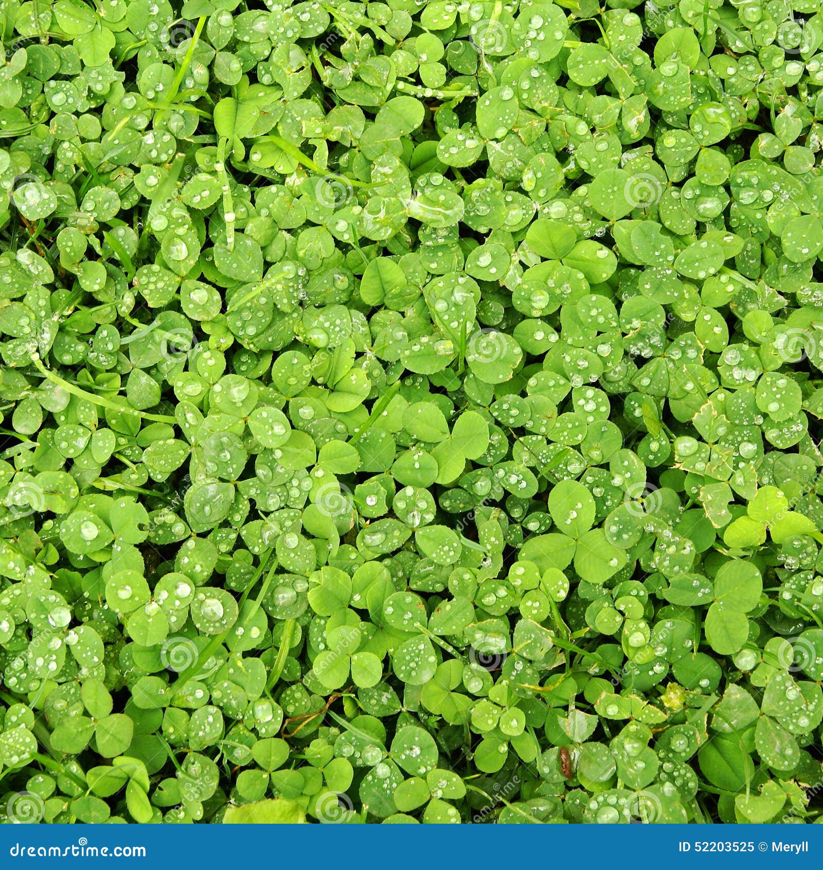 Hierba verde del trébol imagen de archivo. Imagen de fresco - 52203525