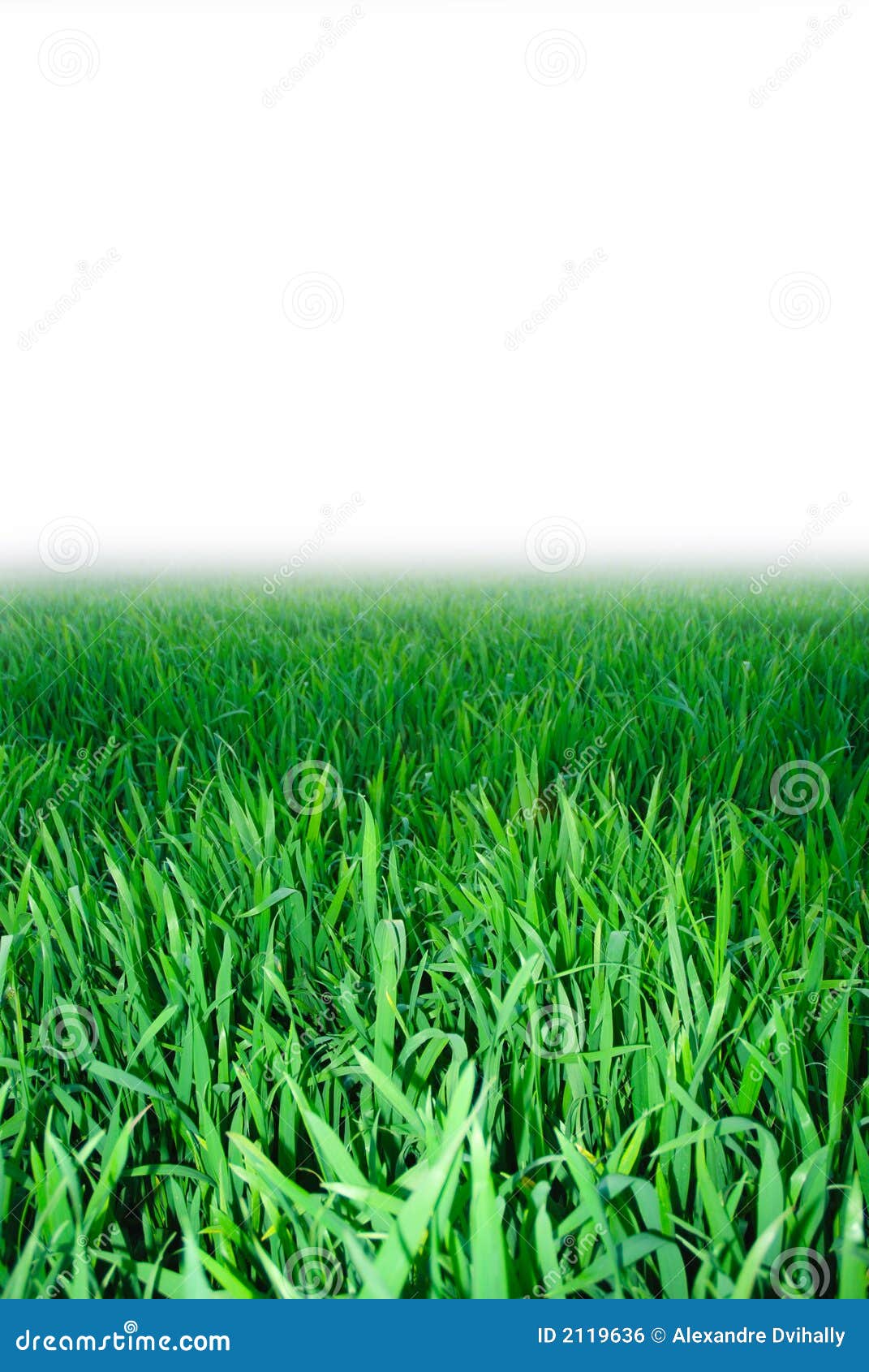 Hierba verde, fondo foto de archivo. Imagen de colores - 2119636