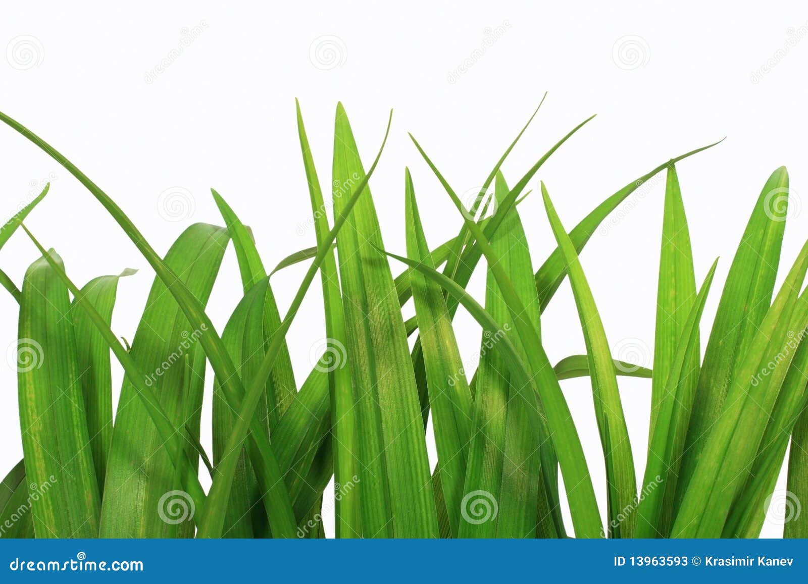 Hierba verde fresca imagen de archivo. Imagen de horizonte - 13963593