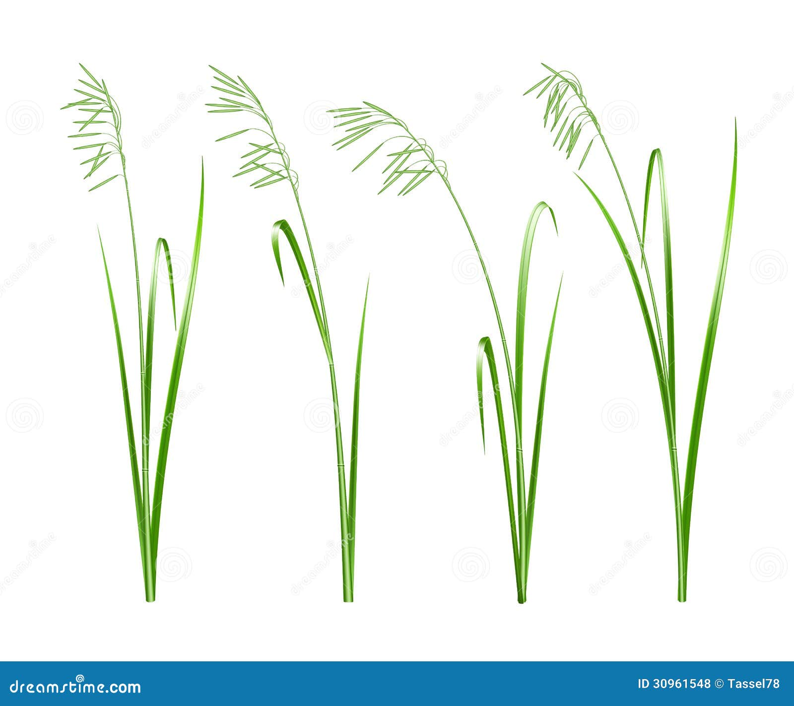 Hierba verde, vector ilustración del vector. Ilustración de extracto ...