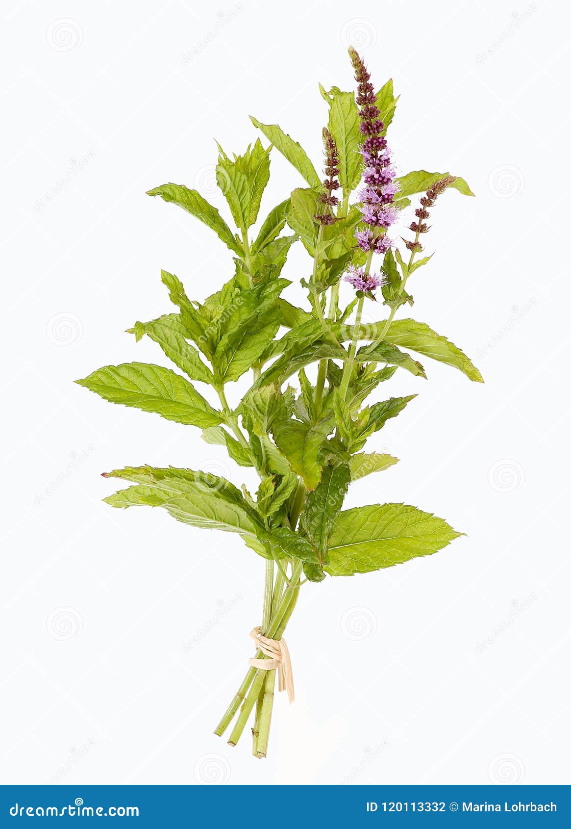 Hierbabuena con el flor foto de archivo. Imagen de ingrediente - 120113332