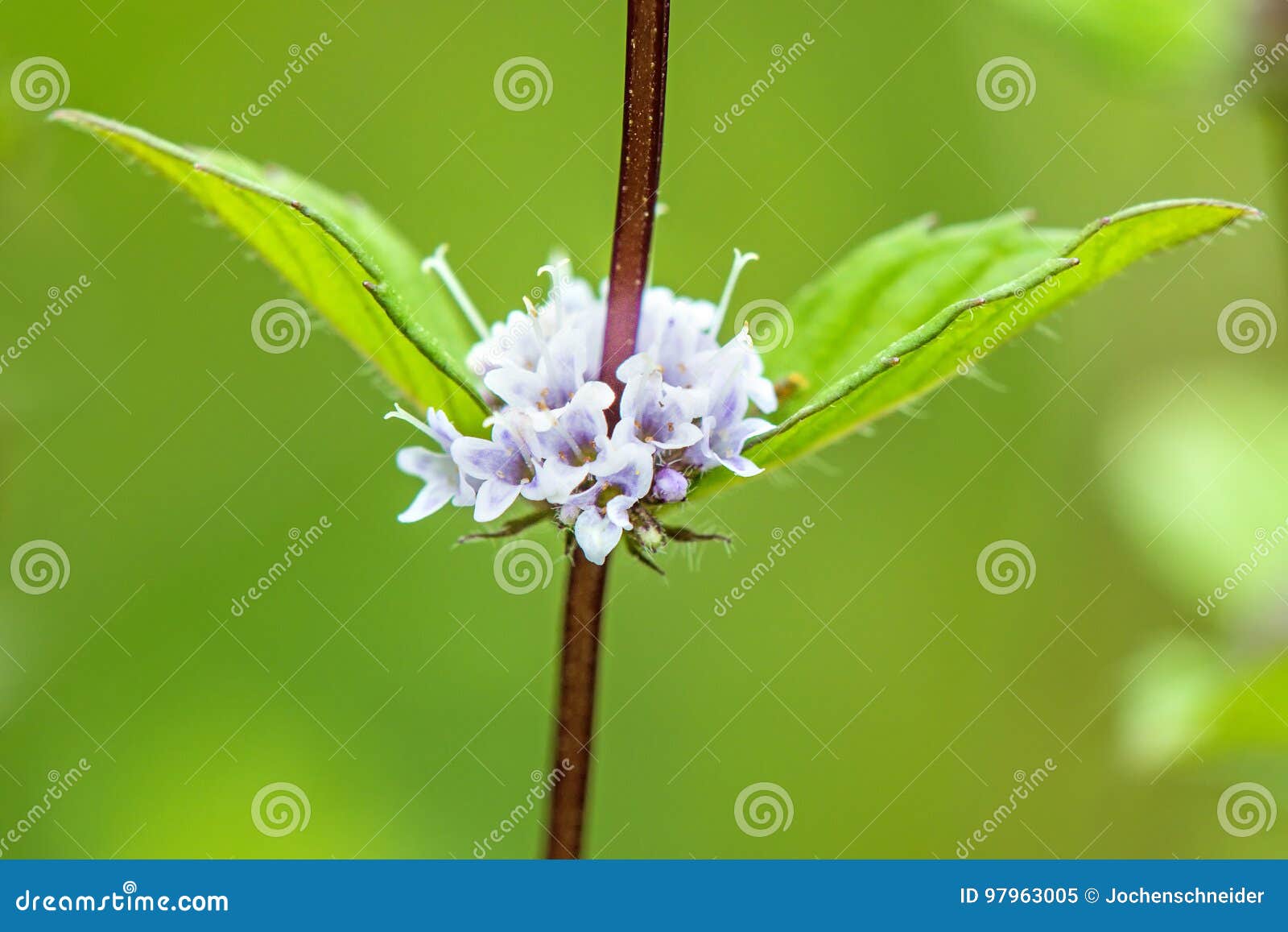 Hierbabuena, Pennyroyal Con La Flor Imagen de archivo - Imagen de sano ...