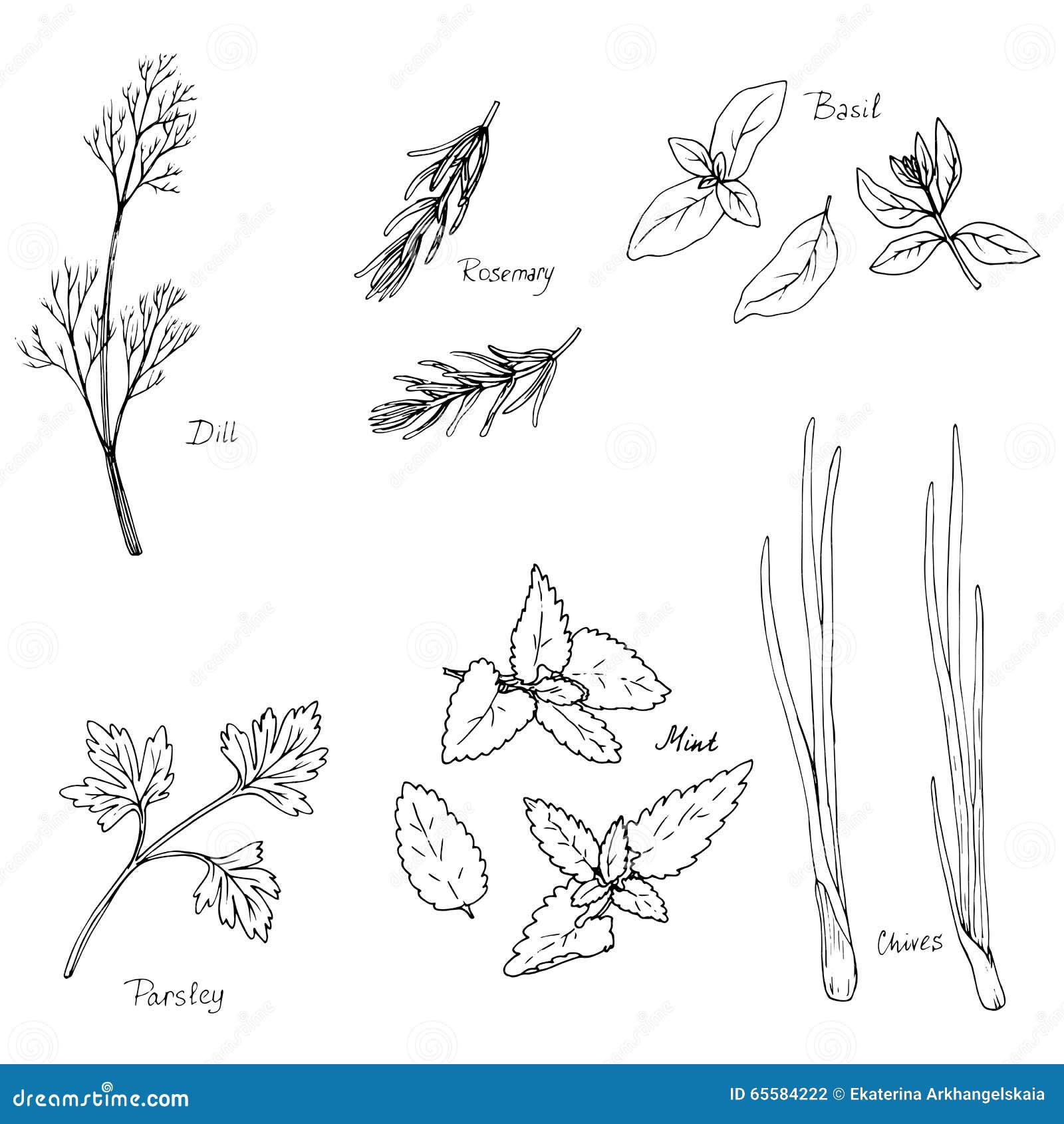 Hierbas Dibujadas Mano De La Especia Ilustración del Vector ...