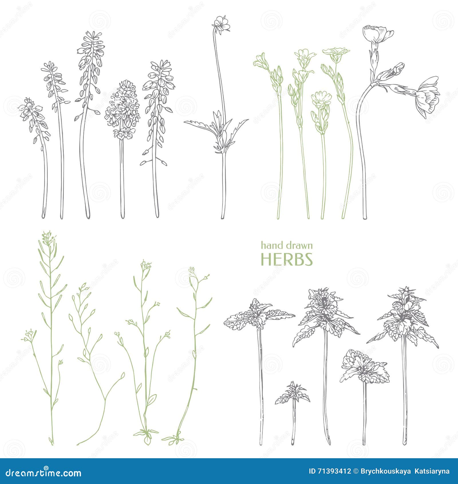 Hierbas Dibujadas Mano Wildflower Del Vector Ilustración del Vector ...