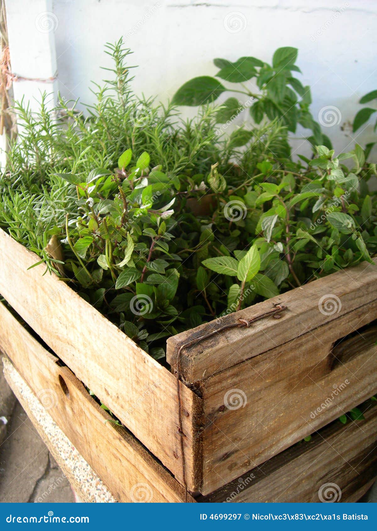 Hierbas Naturales En Un Invernadero Imagen de archivo - Imagen de ...