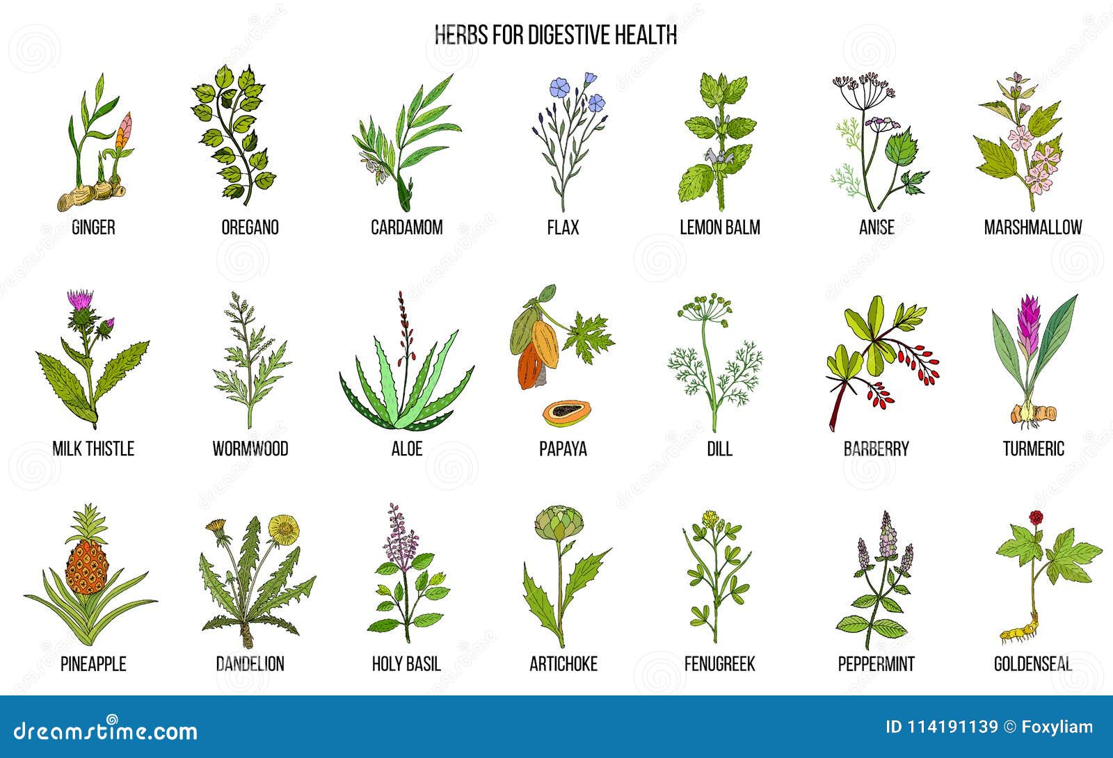 Hierbas Para La Salud Digestiva Ilustración del Vector - Ilustración de ...