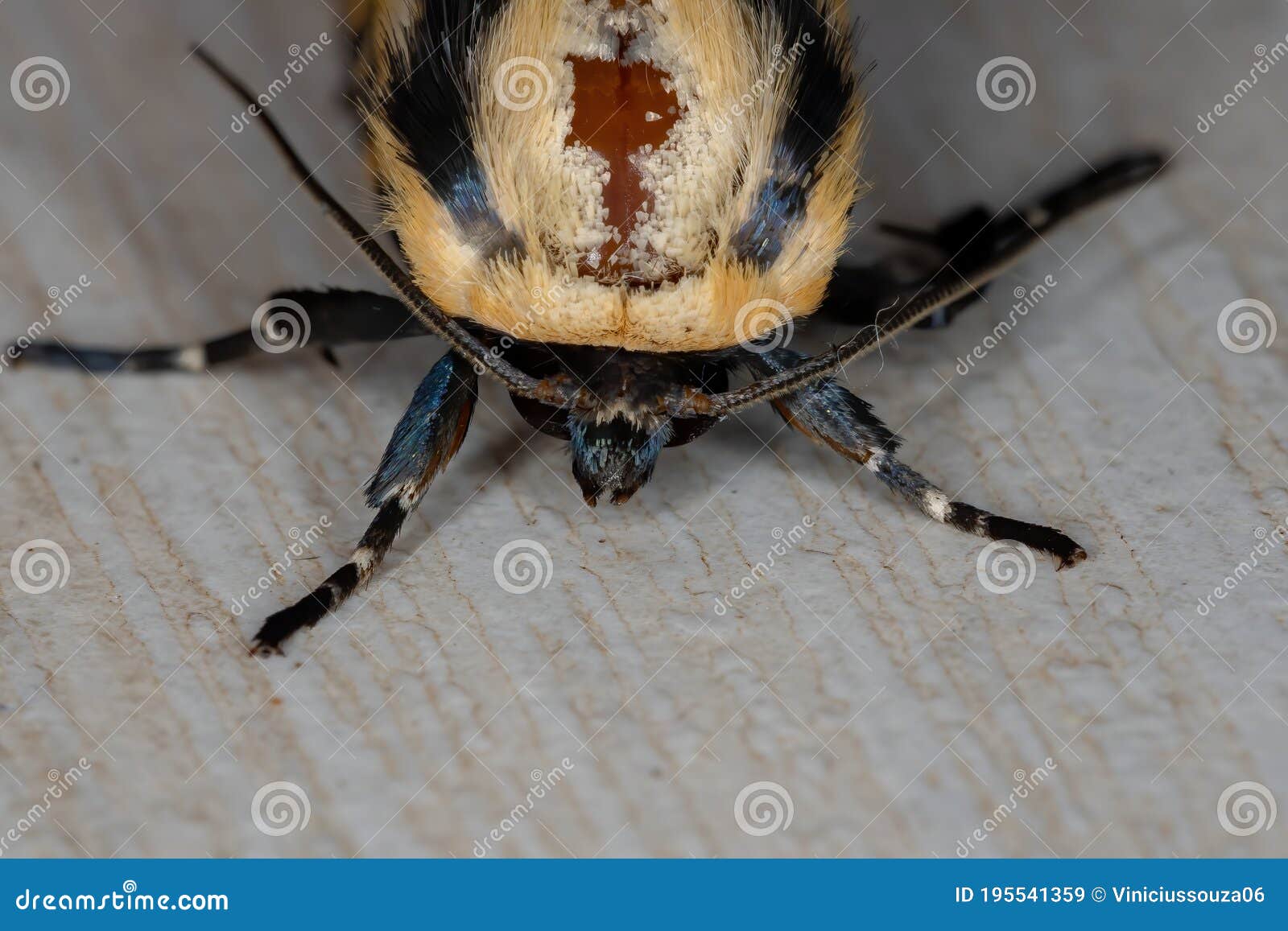 Hieroglyphic Moth stock image. Image of festiva, color - 195541359