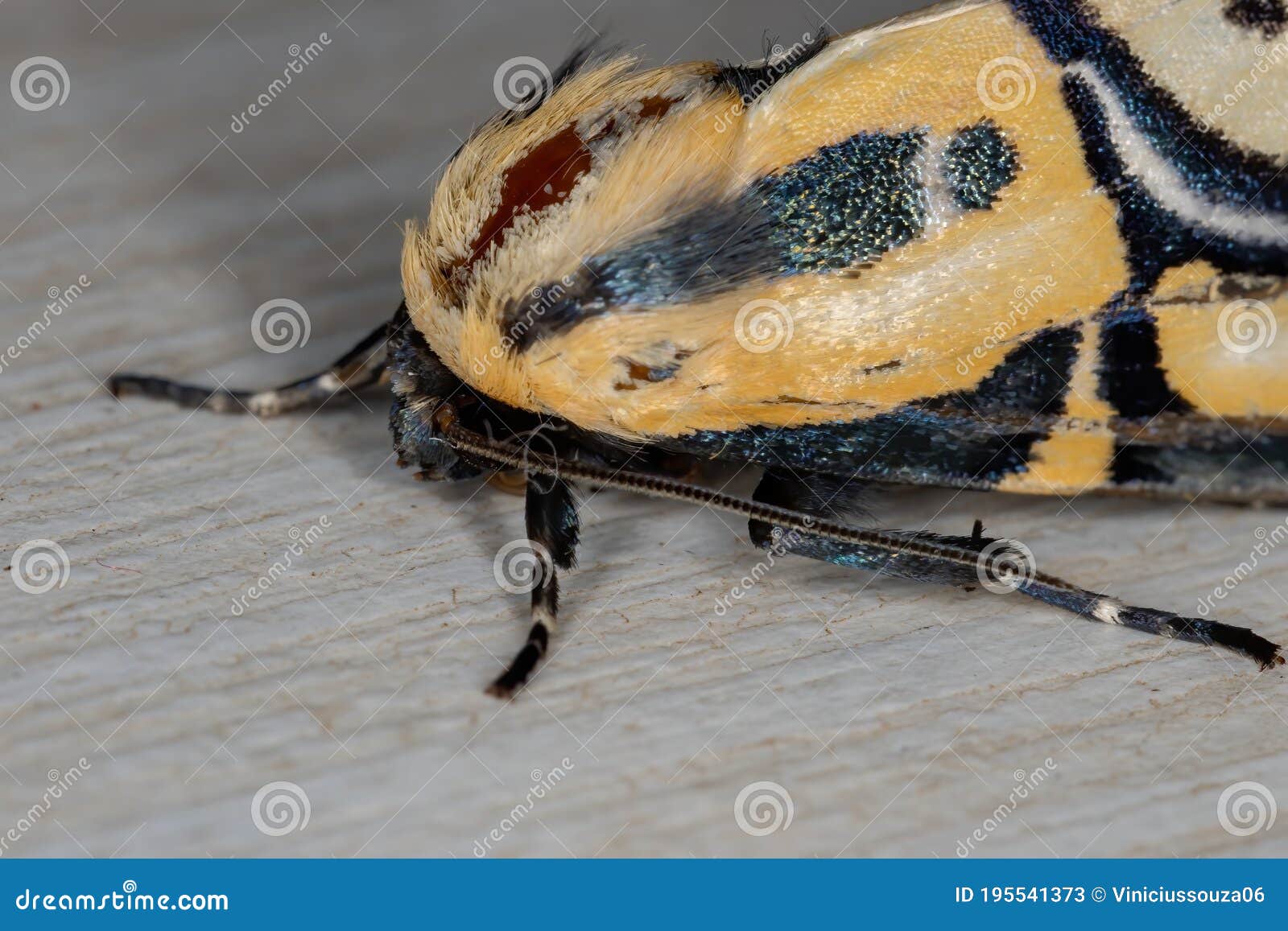 Hieroglyphic Moth stock image. Image of exoskeleton - 195541373
