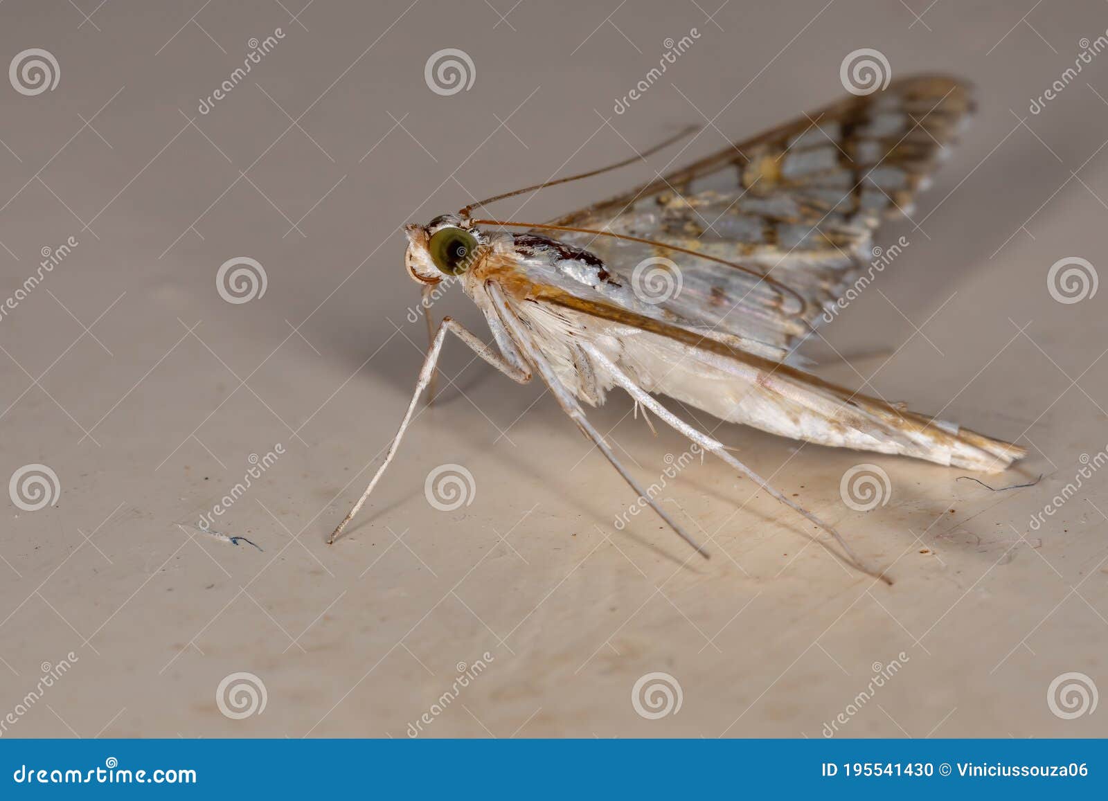 Hieroglyphic Moth stock photo. Image of biome, animal - 195541430